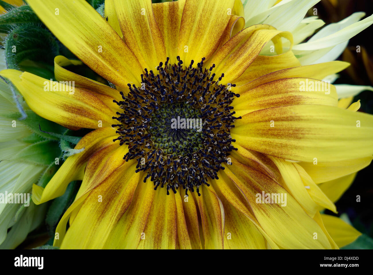 Annual flowers yellow center hi-res stock photography and images - Alamy