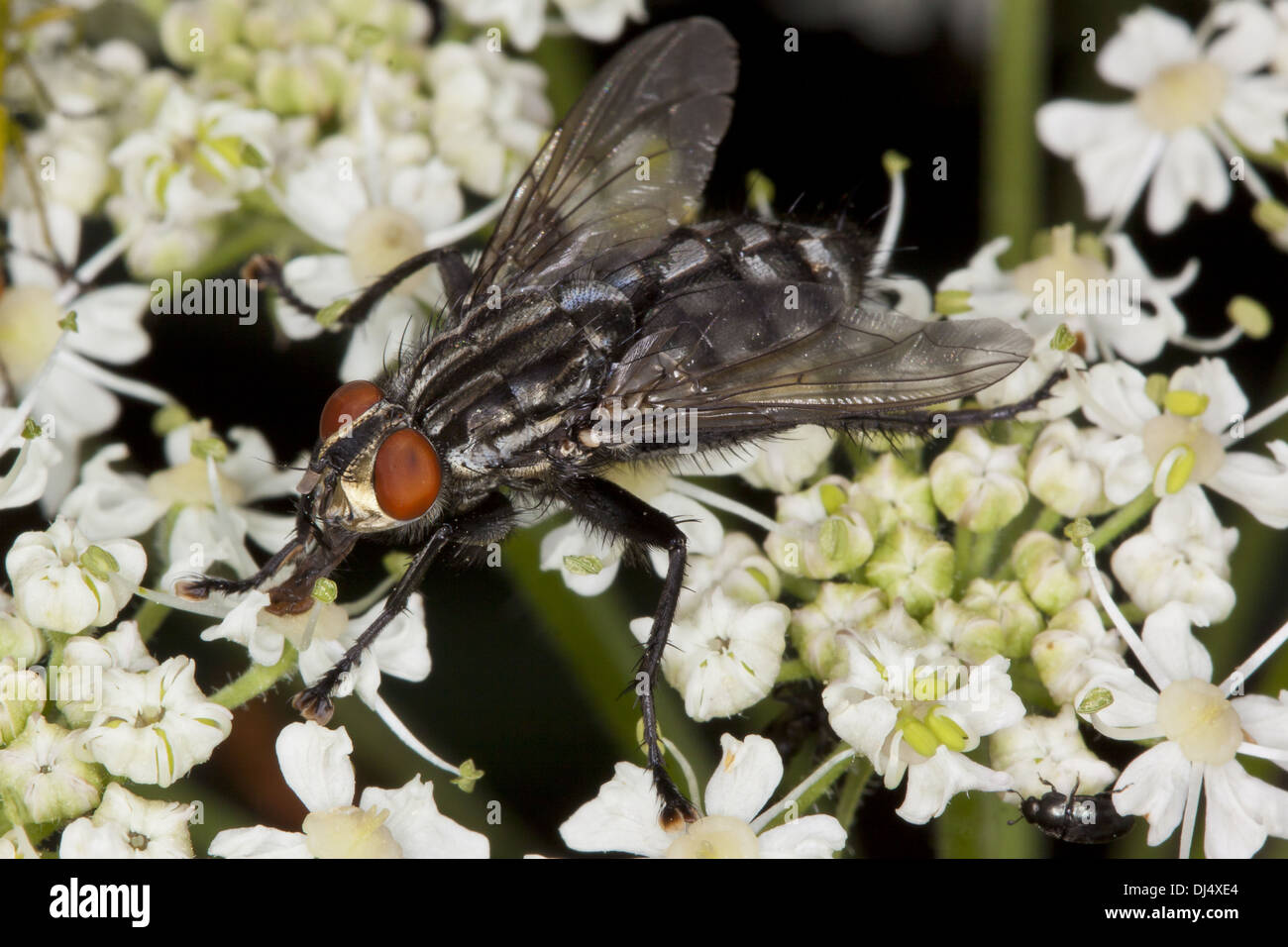 Flies insect africa hi-res stock photography and images - Alamy