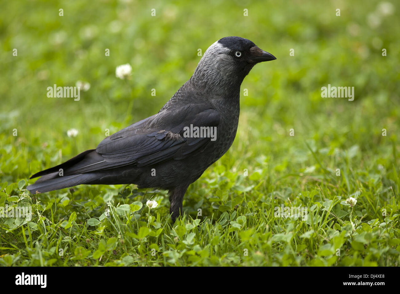 Jackdaw, Corvus monedula Stock Photo - Alamy
