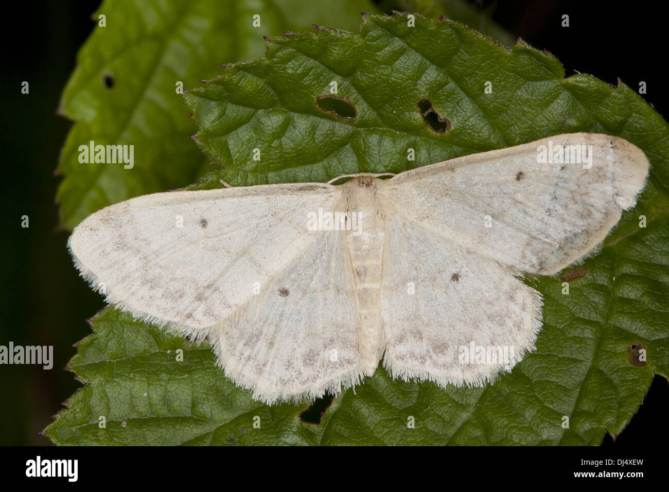 Motten insekten hi-res stock photography and images - Alamy
