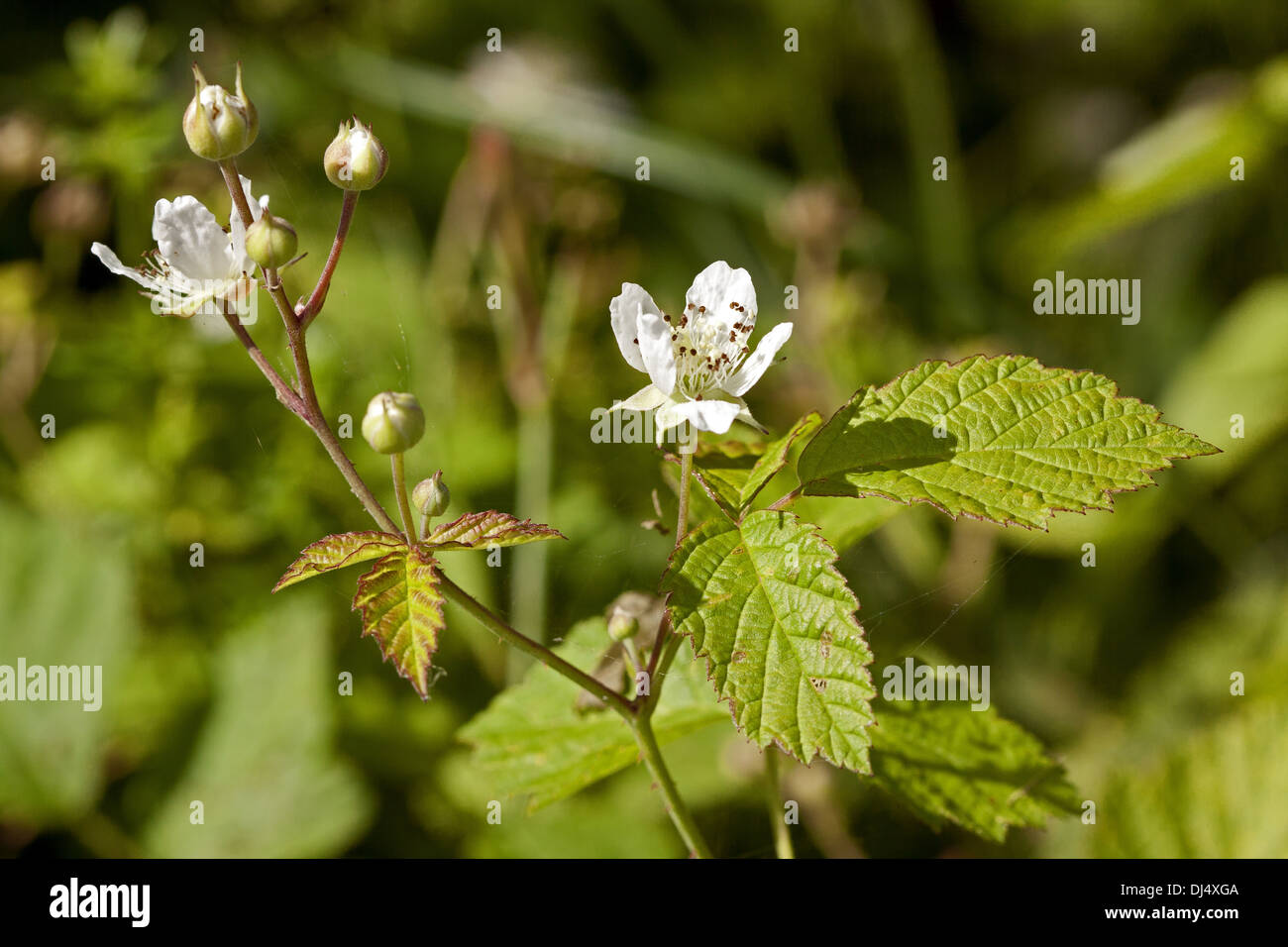 Rubus caesius, European dewberry Stock Photo - Alamy