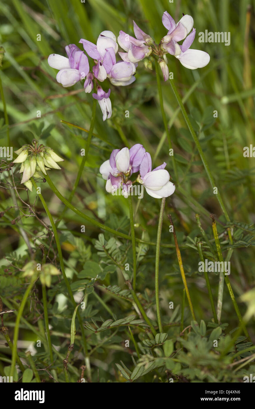 Purple crown vetch flowers hi-res stock photography and images - Alamy