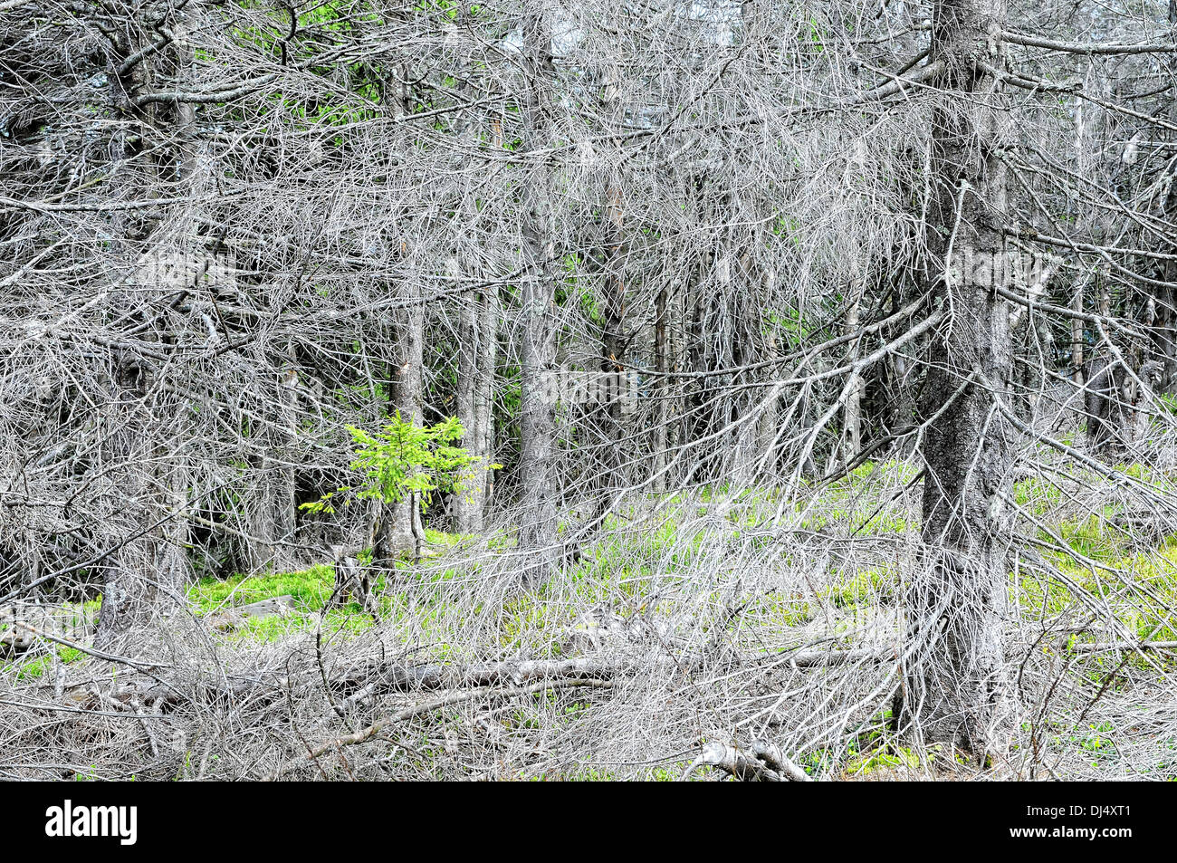 Deforestation dry hi-res stock photography and images - Alamy