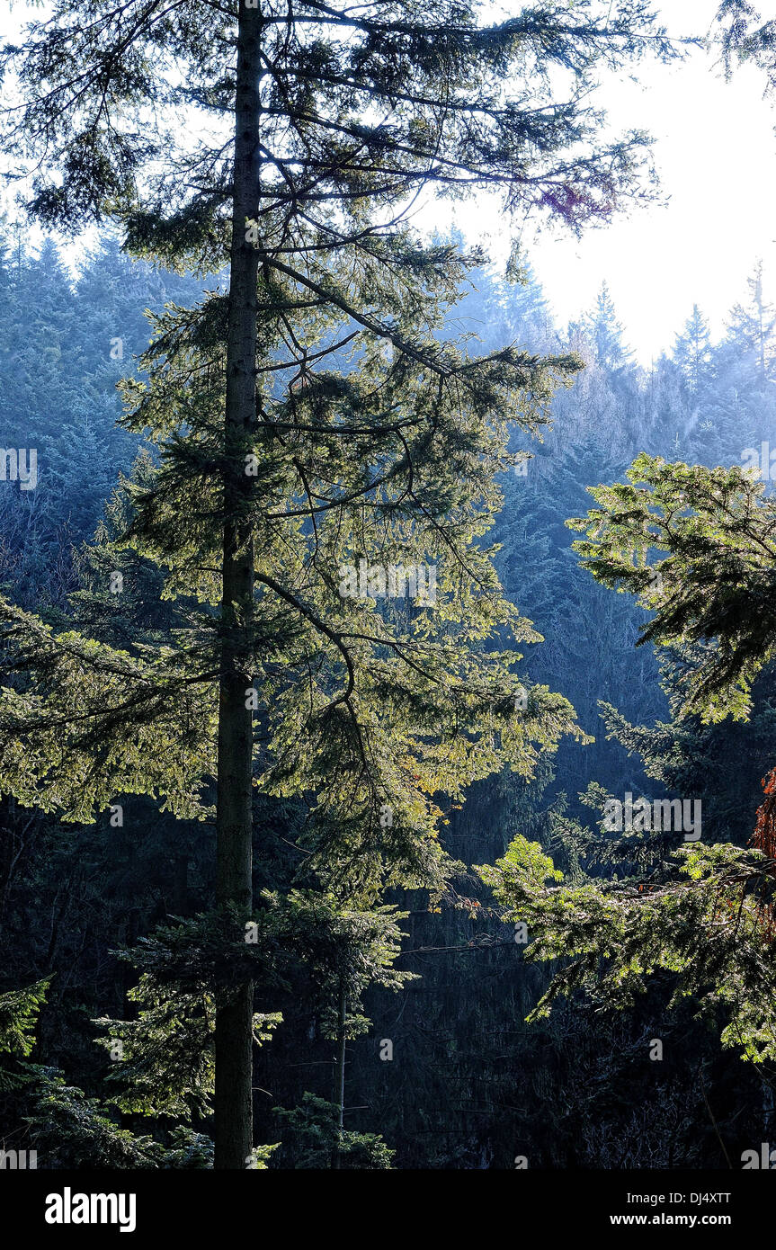 Coniferous forest hi-res stock photography and images - Alamy