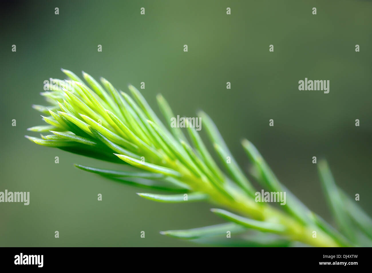 Fir branch tip Stock Photo - Alamy