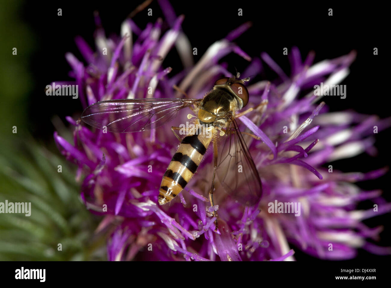 Meliscaeva cinctella, female, Hover Fly Stock Photo - Alamy