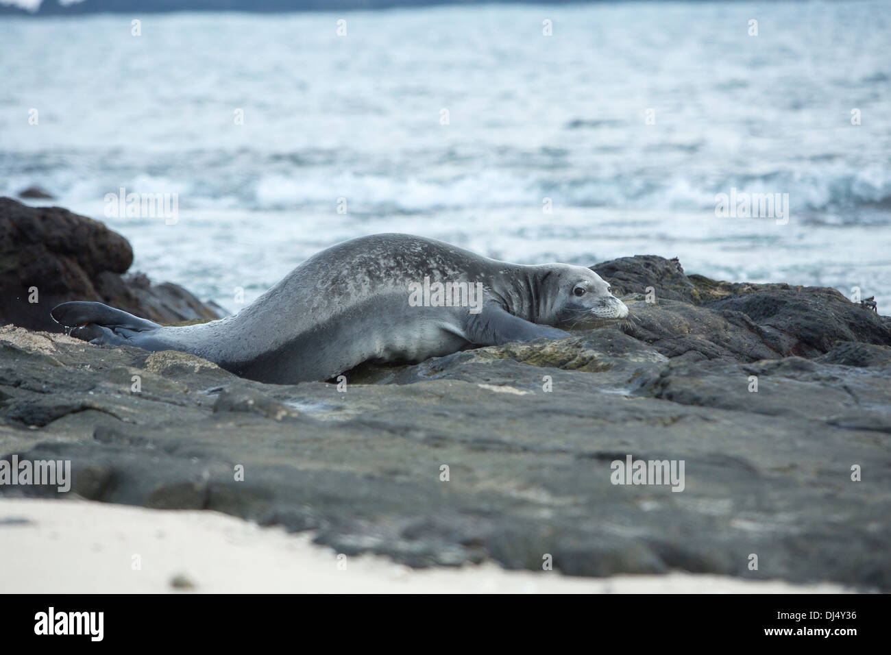 Rare seal hi-res stock photography and images - Alamy
