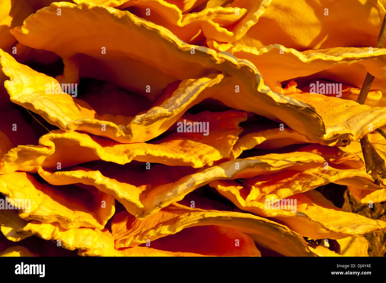 Porling bracket polypore hi-res stock photography and images - Alamy