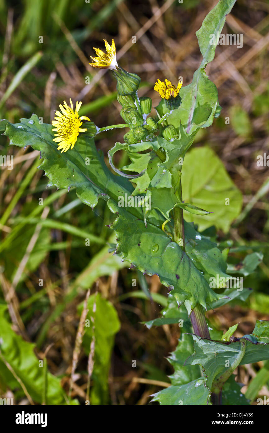 Common Sow Thistle, Soncus oleraceus Stock Photo - Alamy