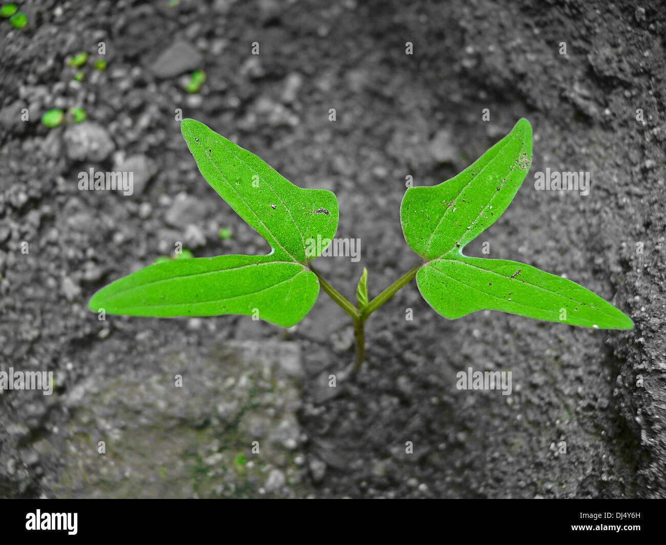 First start hi-res stock photography and images - Alamy