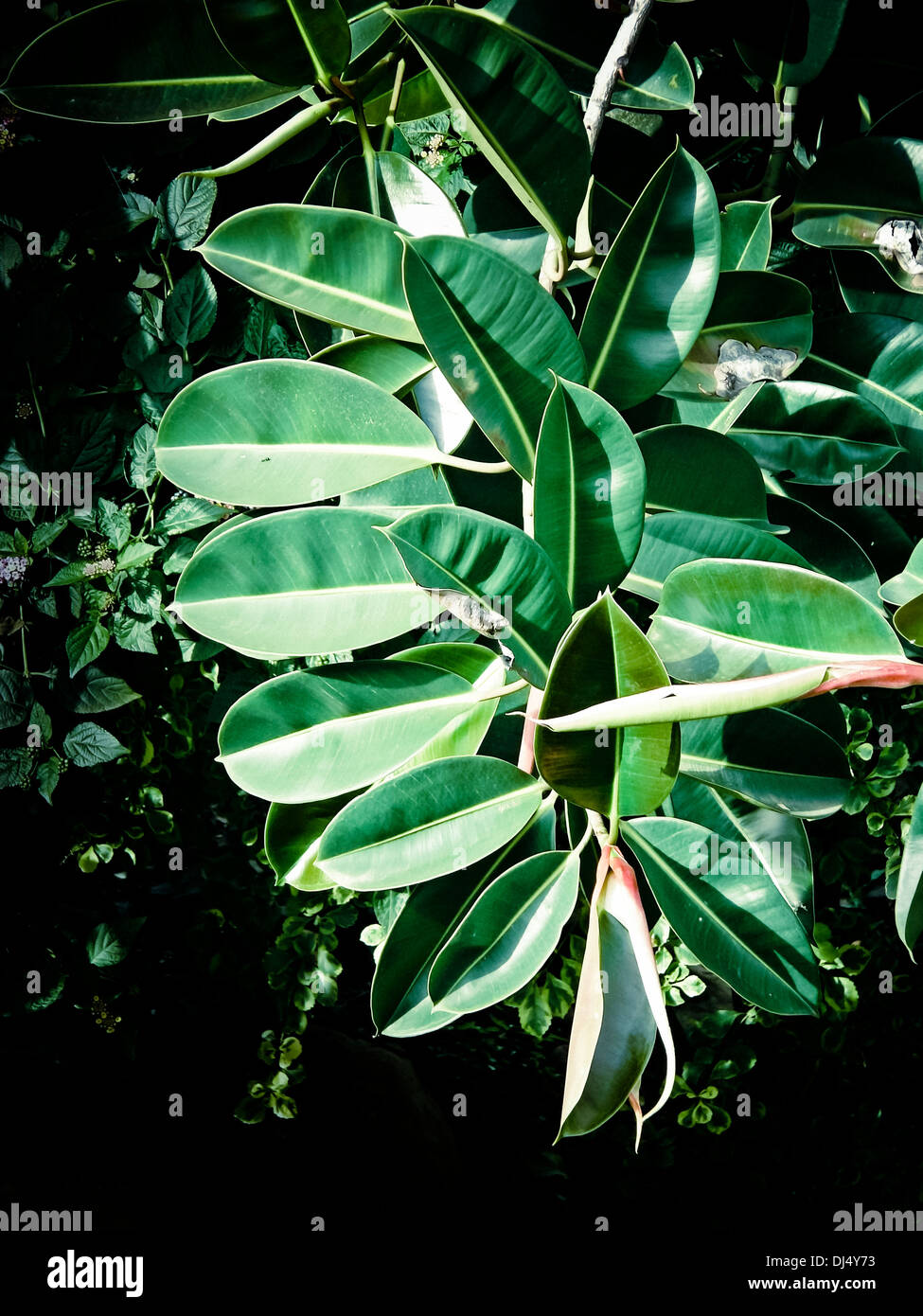 Rubber Tree, Ficus elastica Stock Photo - Alamy