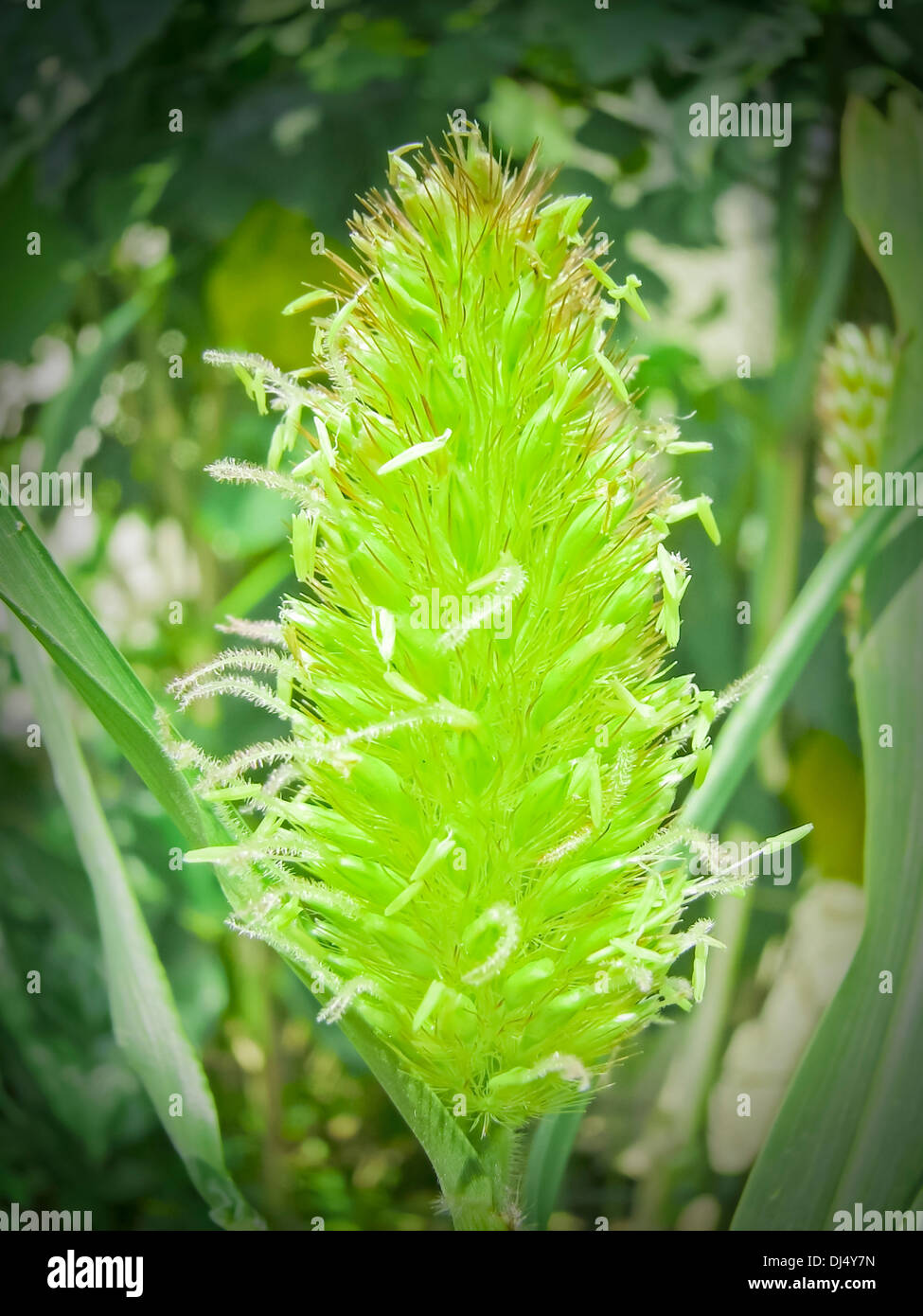 Foxtail millet, Immature seed head Stock Photo - Alamy