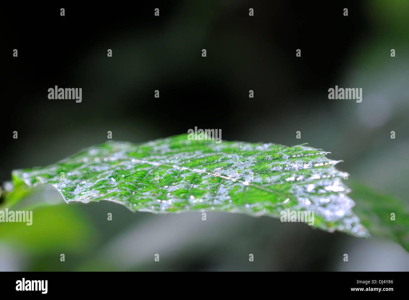 Water chestnut grow hi-res stock photography and images - Alamy