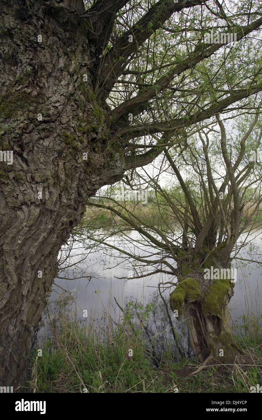 Salix viminalis, Common Osier Stock Photo - Alamy