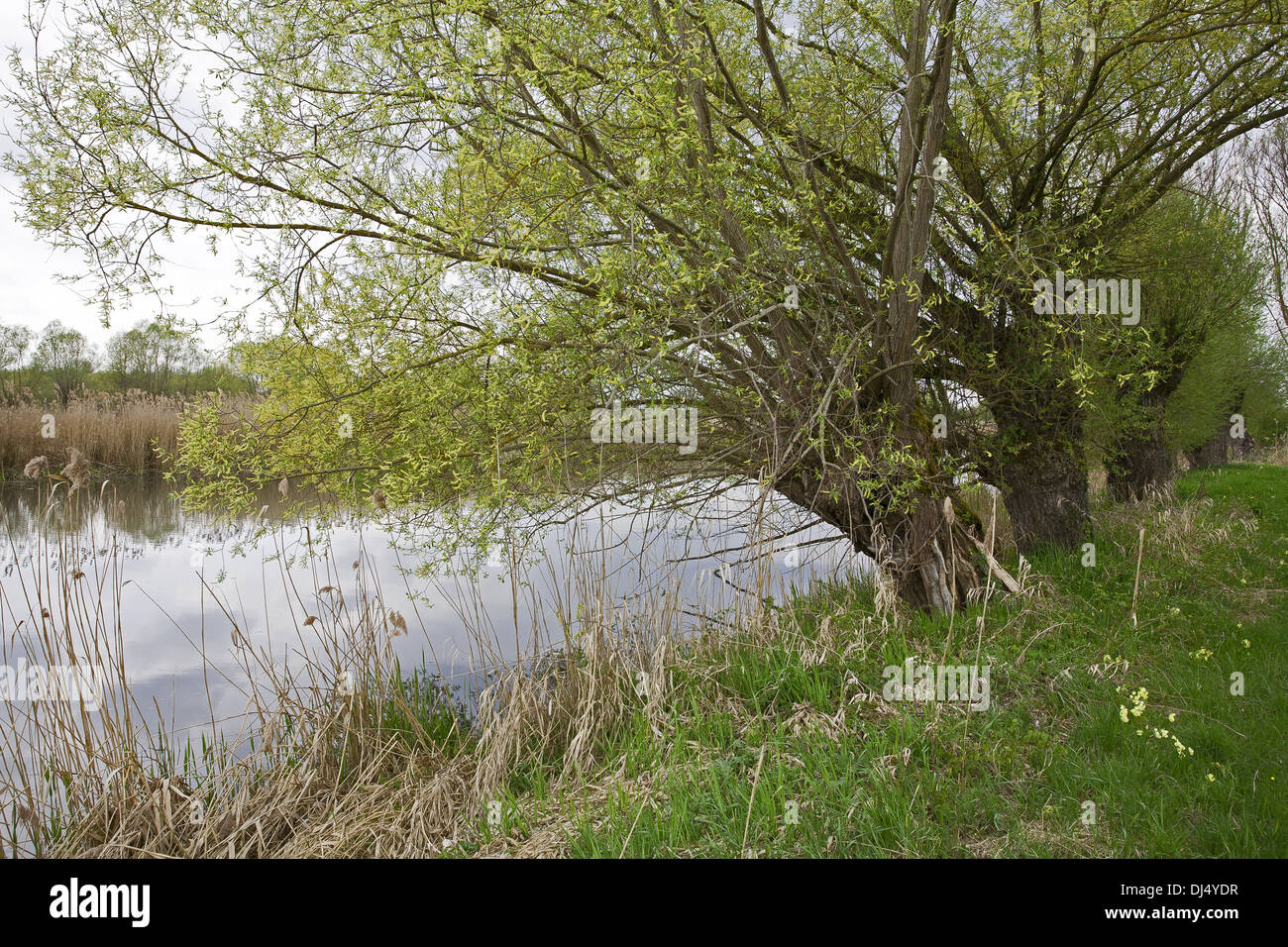 Salix viminalis hi-res stock photography and images - Alamy