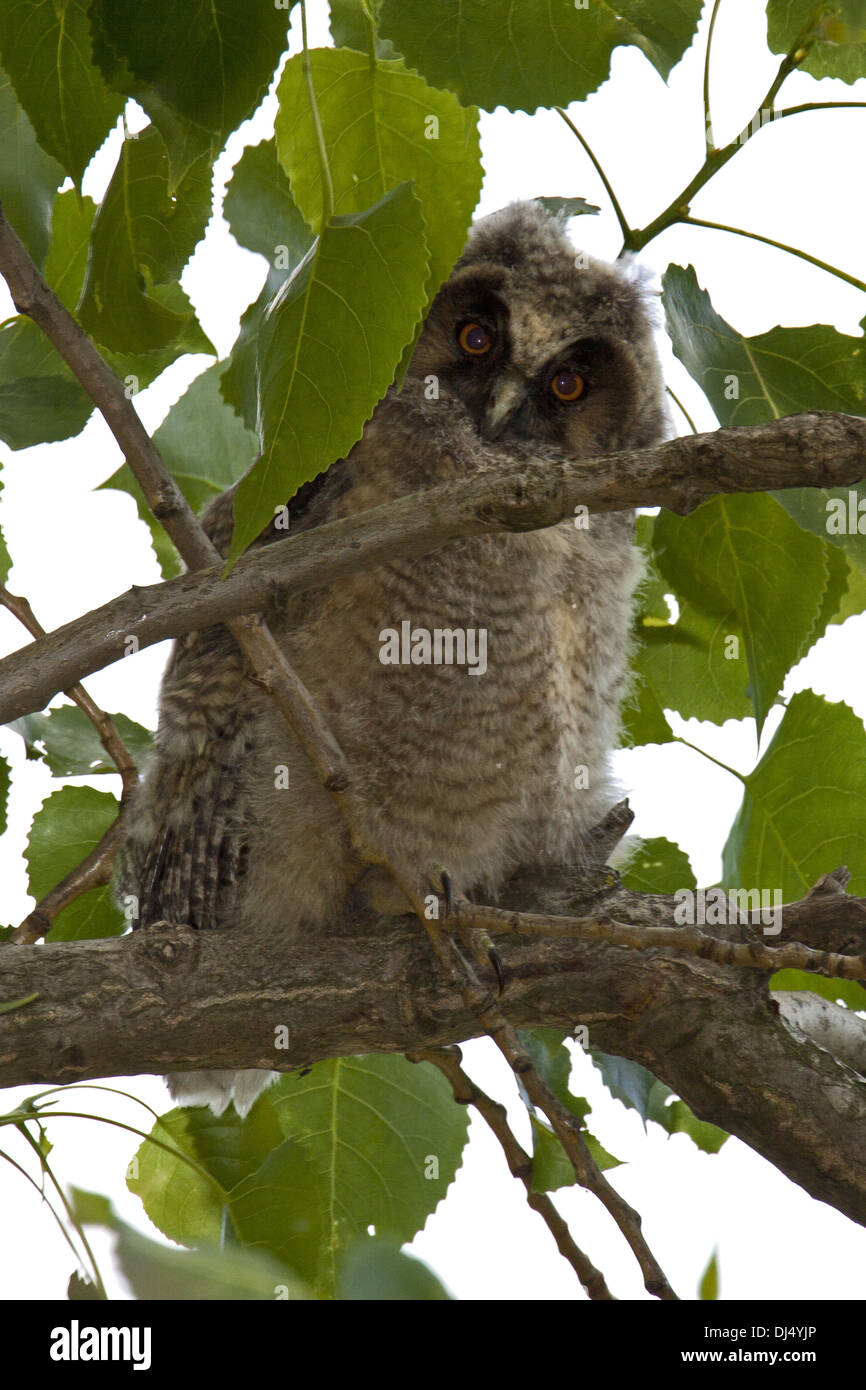 Very young owl hi-res stock photography and images - Alamy