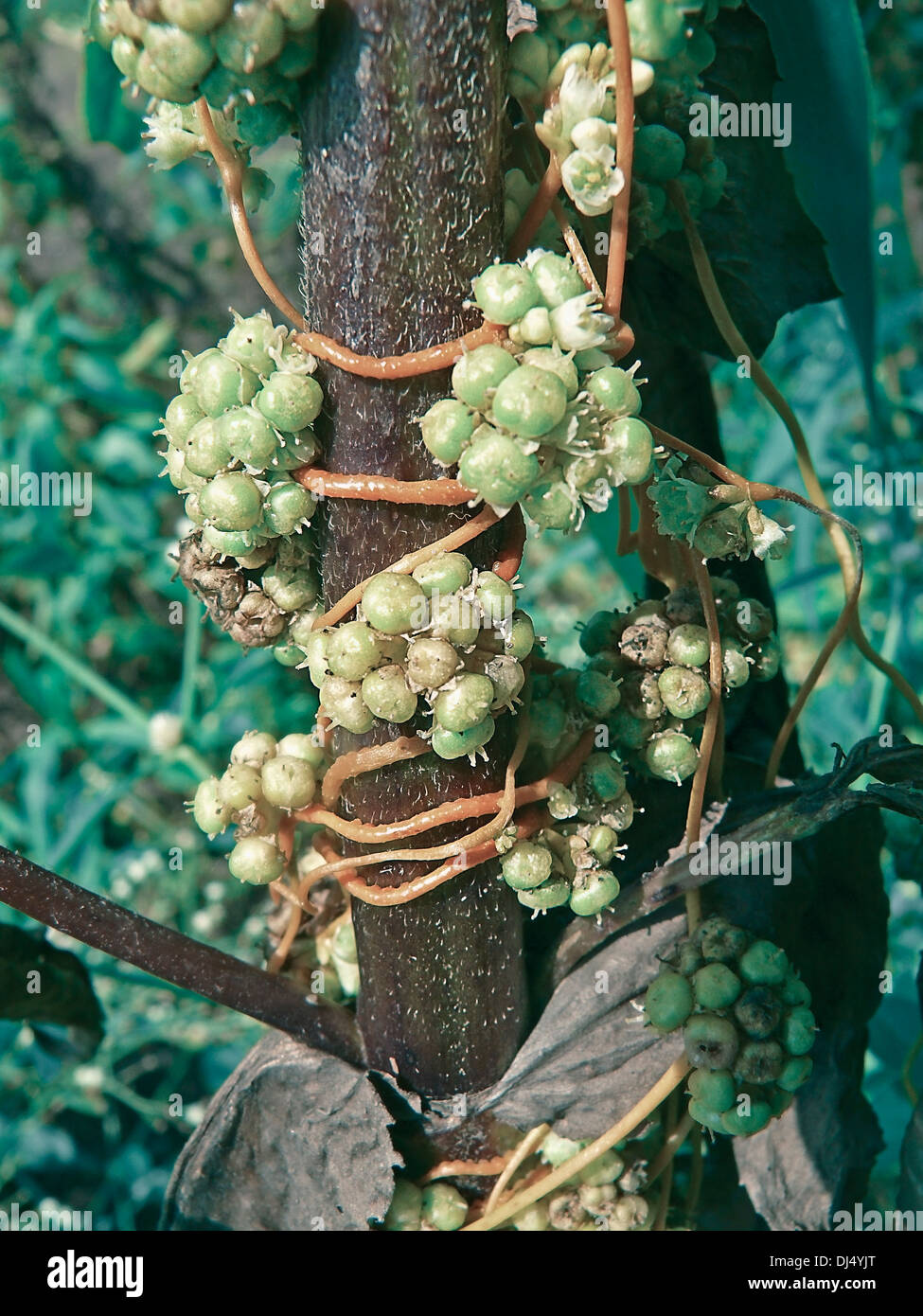 Greater Dodder, Cuscuta europaea var. indica Stock Photo - Alamy