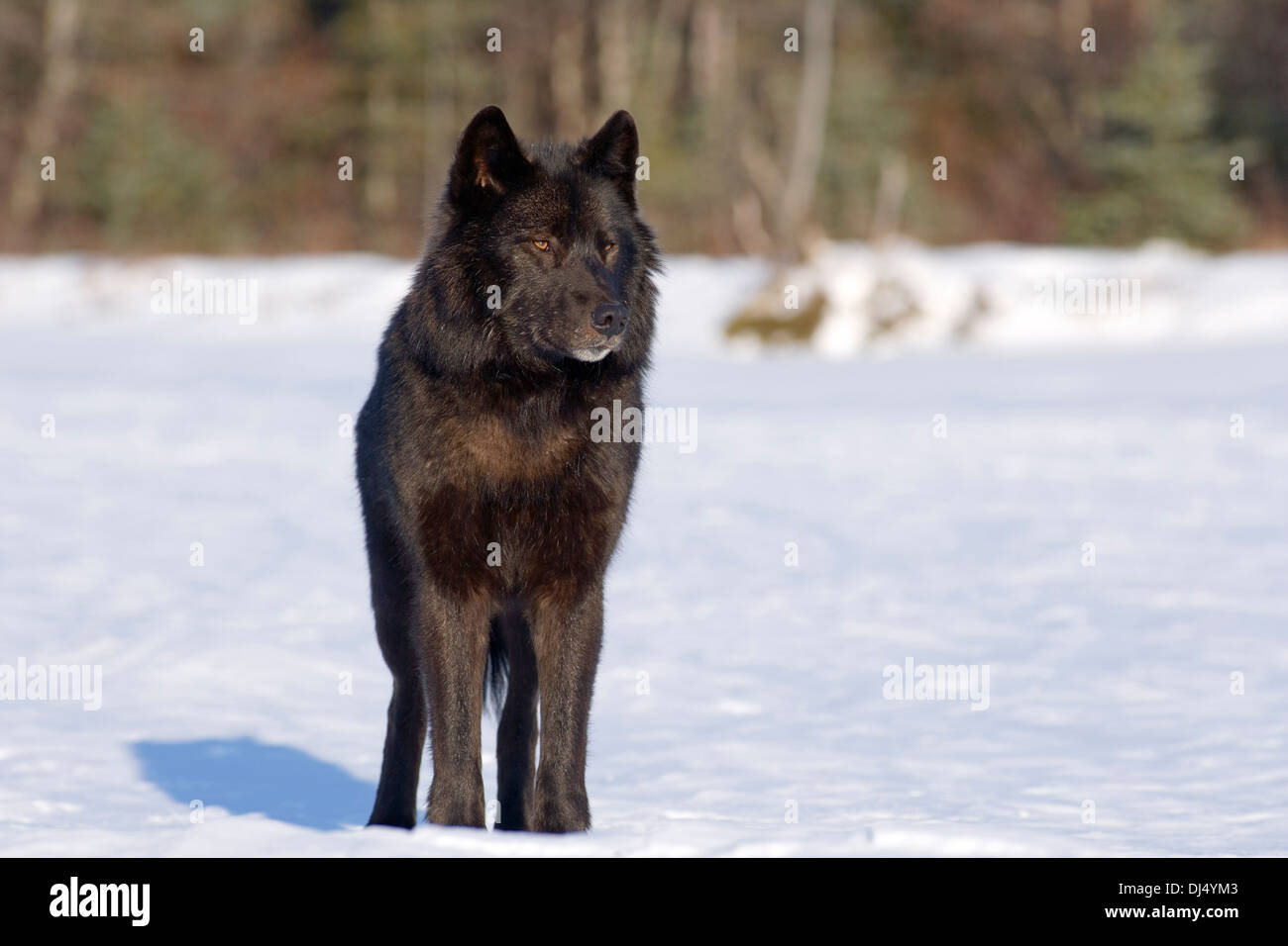Archipelago Wolf In Black Color Phase On Snow Field Southeast Alaska ...