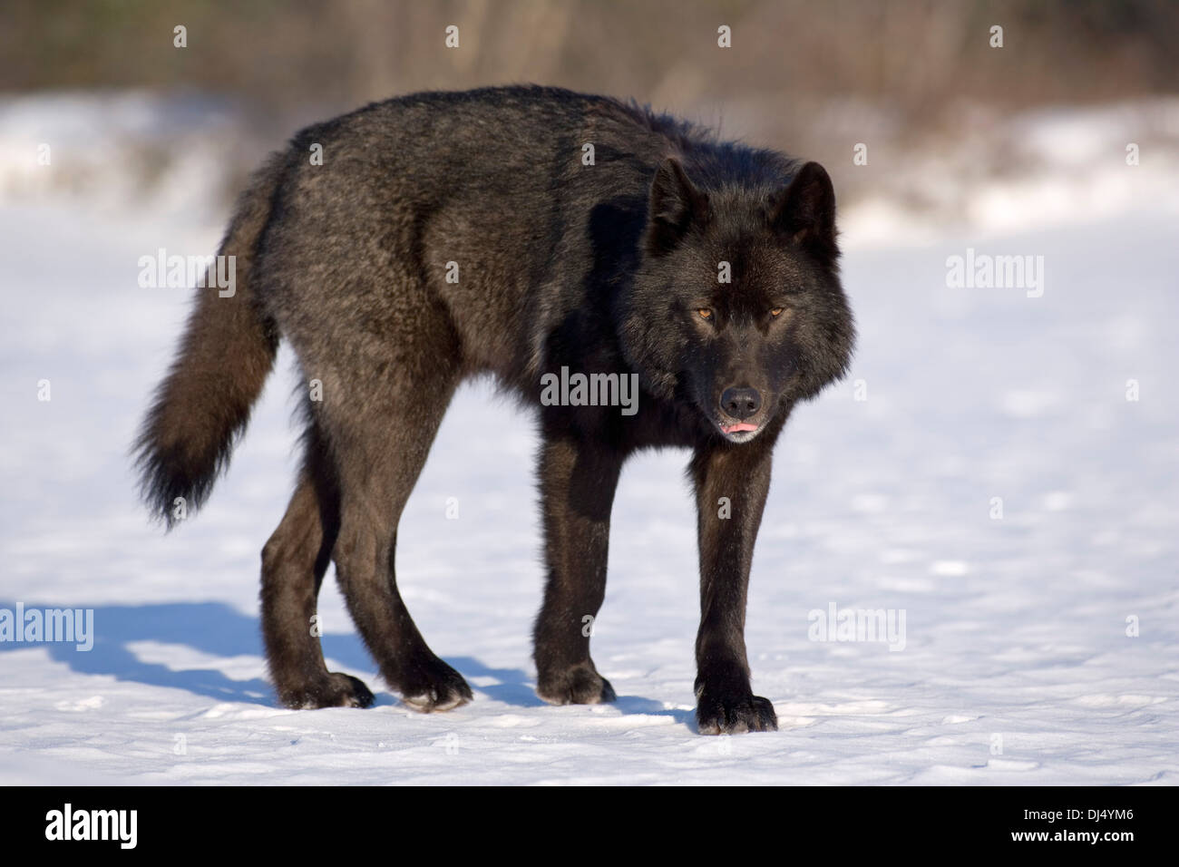 Archipelago Wolf In Black Color Phase On Snow Field Southeast Alaska ...