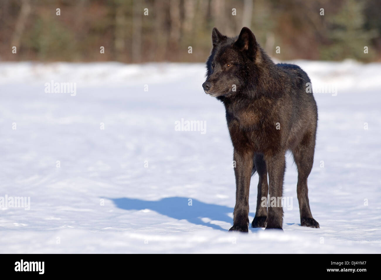 Black wolf standing in winter hi-res stock photography and images - Alamy