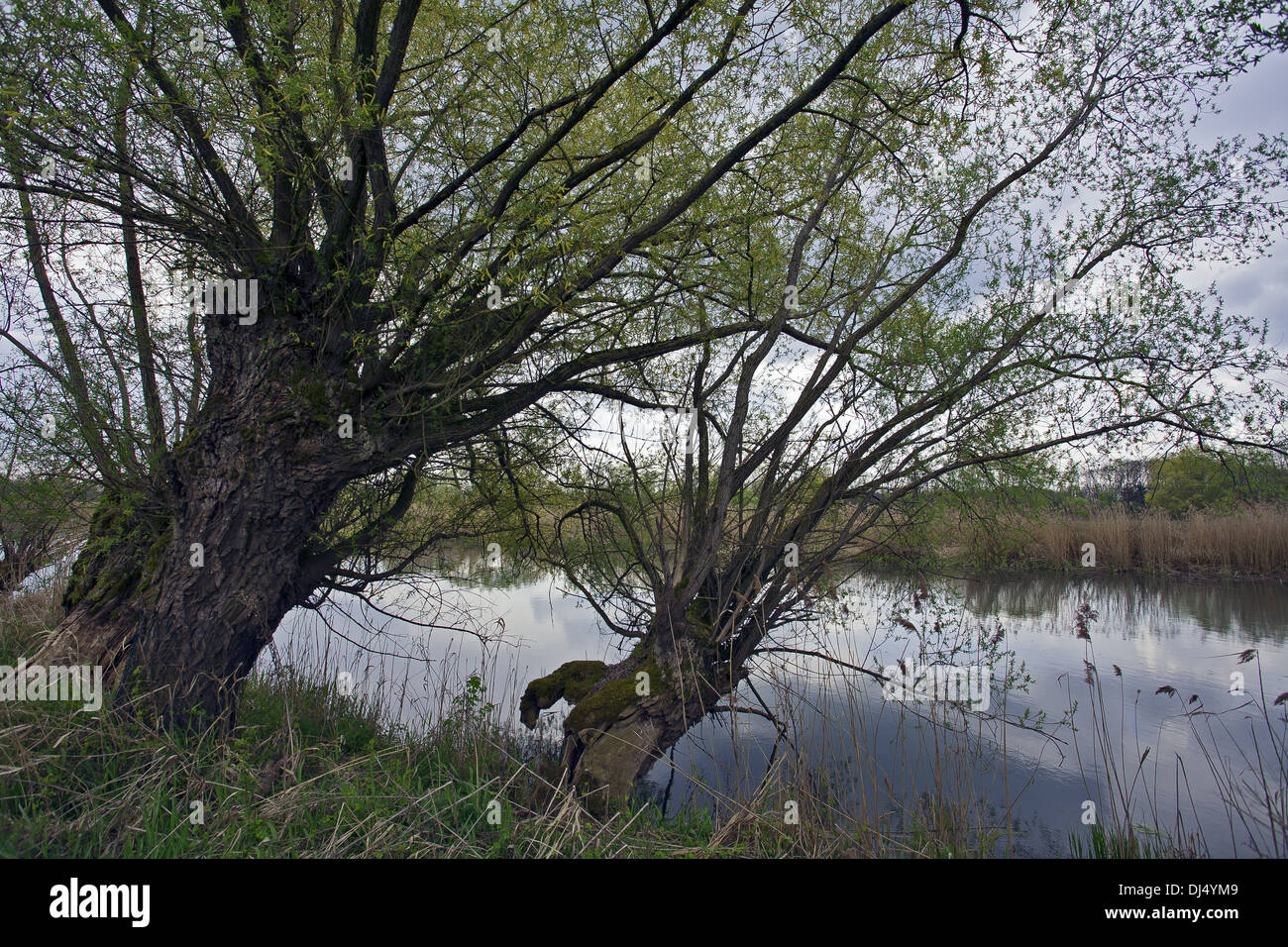 Salix viminalis, Common Osier Stock Photo - Alamy