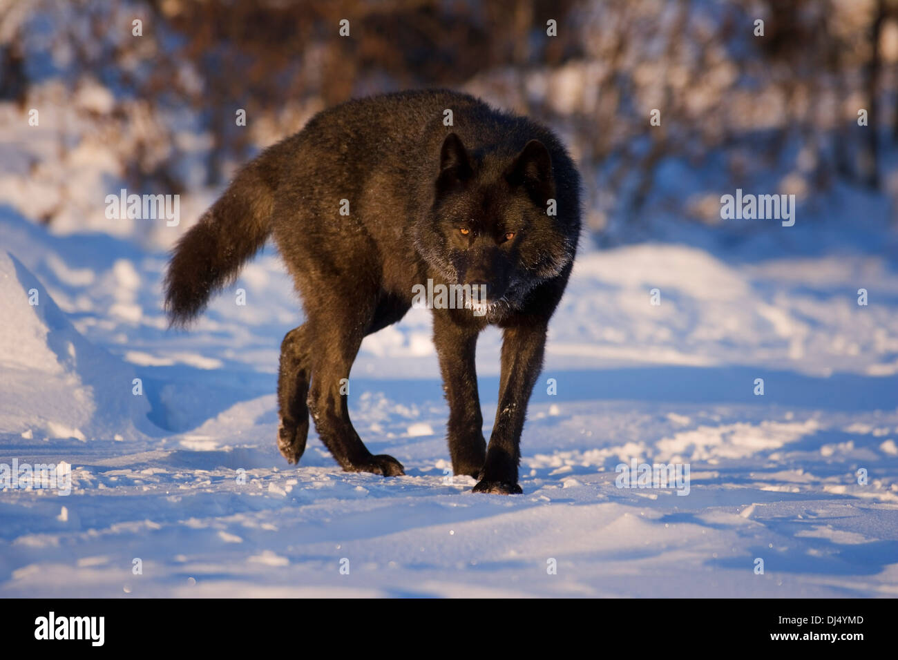 Archipelago Wolf In Black Color Phase On Snow Field Southeast Alaska ...