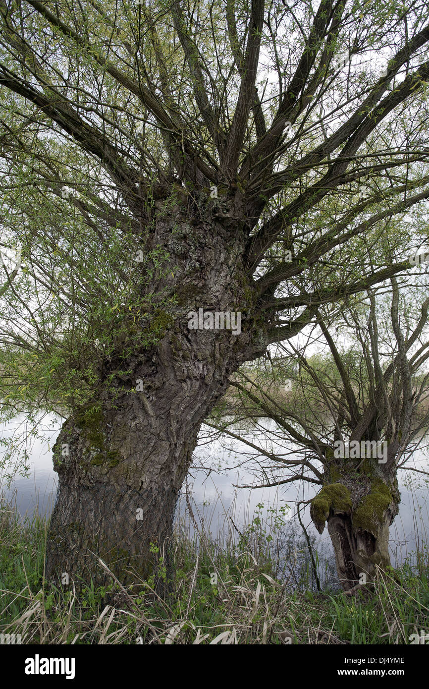 Salix viminalis, Common Osier Stock Photo - Alamy