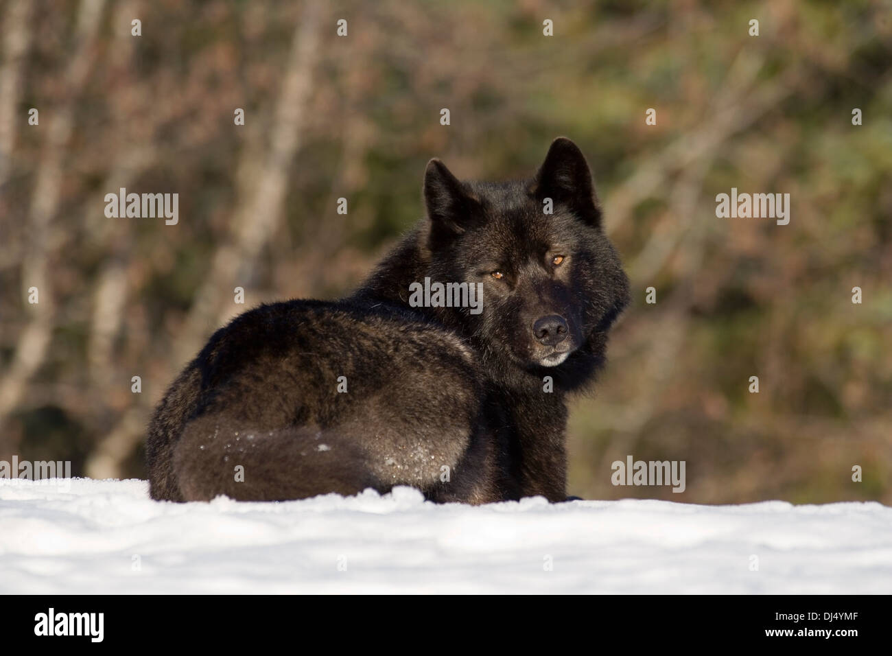 Archipelago Wolf In Black Color Phase Laying On Snow Field Southeast ...