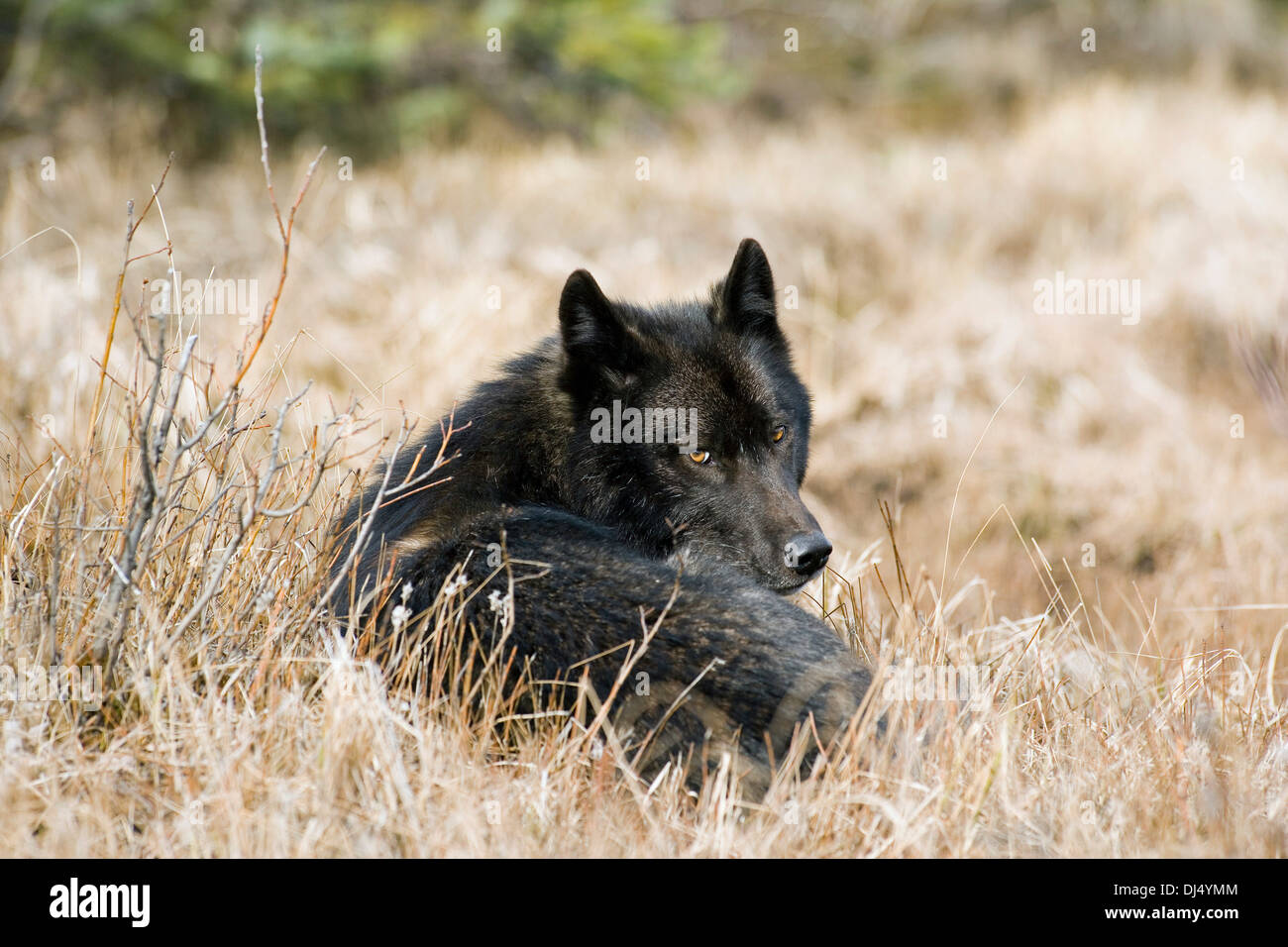 Black wolf sleepy hi-res stock photography and images - Alamy