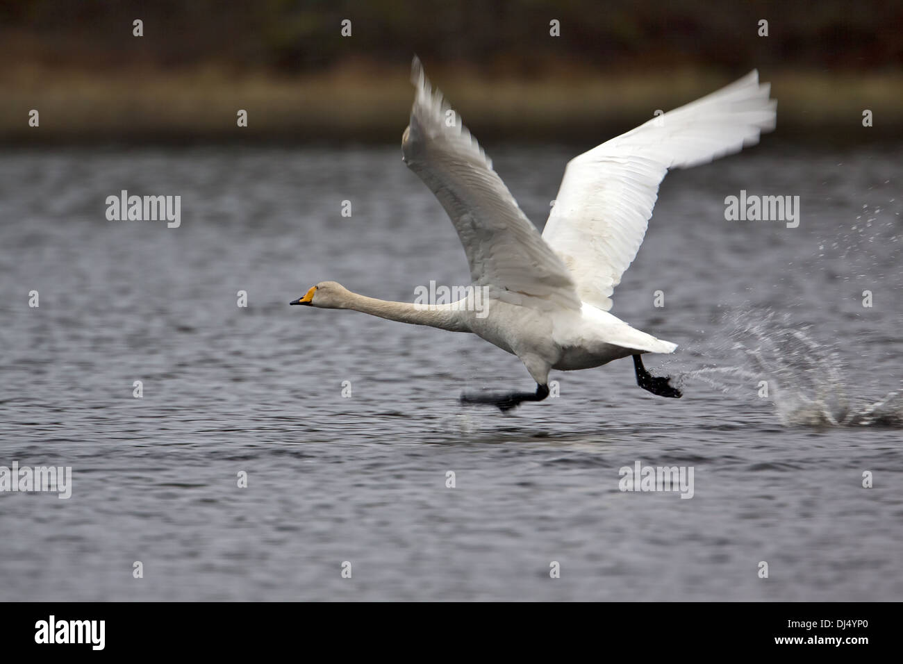 Cygnus cygnus, Whooper Swan Stock Photo - Alamy