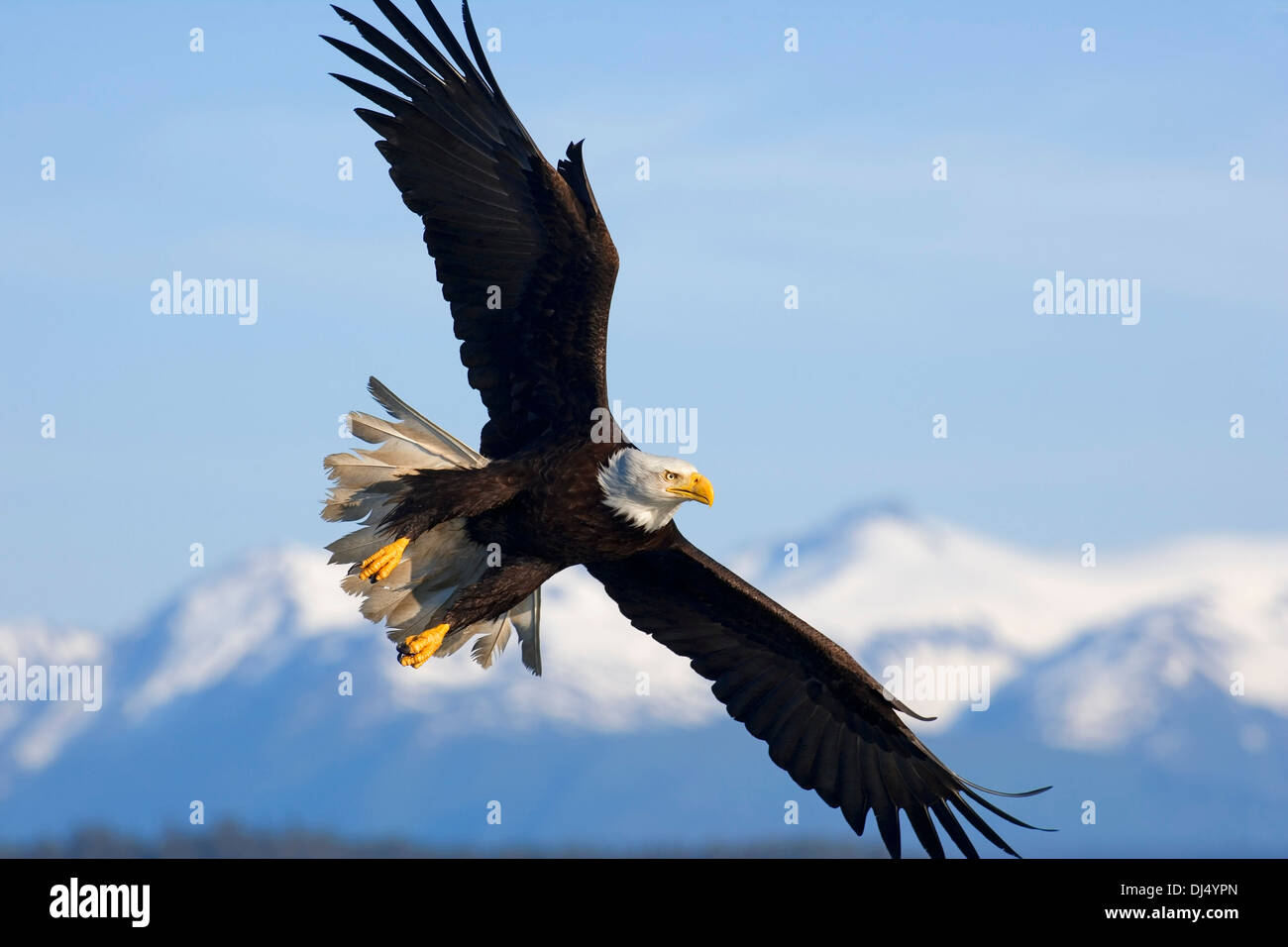 Eagle soaring hi-res stock photography and images - Alamy
