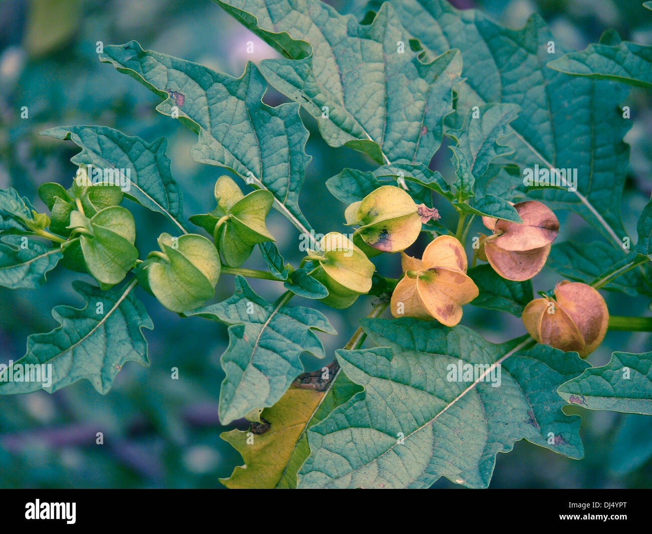 Purple ground cherry High Resolution Stock Photography and Images - Alamy