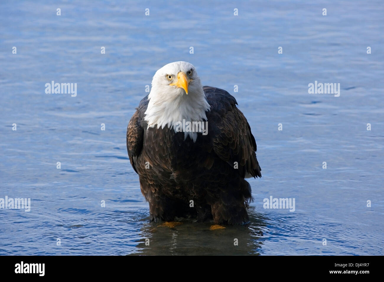 Bald Eagle Standing In Shallow Water Along Shoreline Inside Passage ...