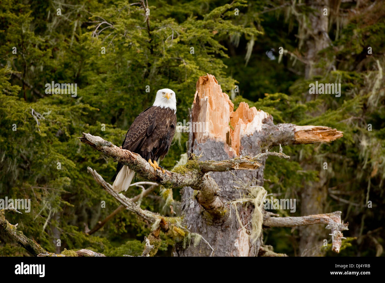 Bald eagle on snag hi-res stock photography and images - Alamy