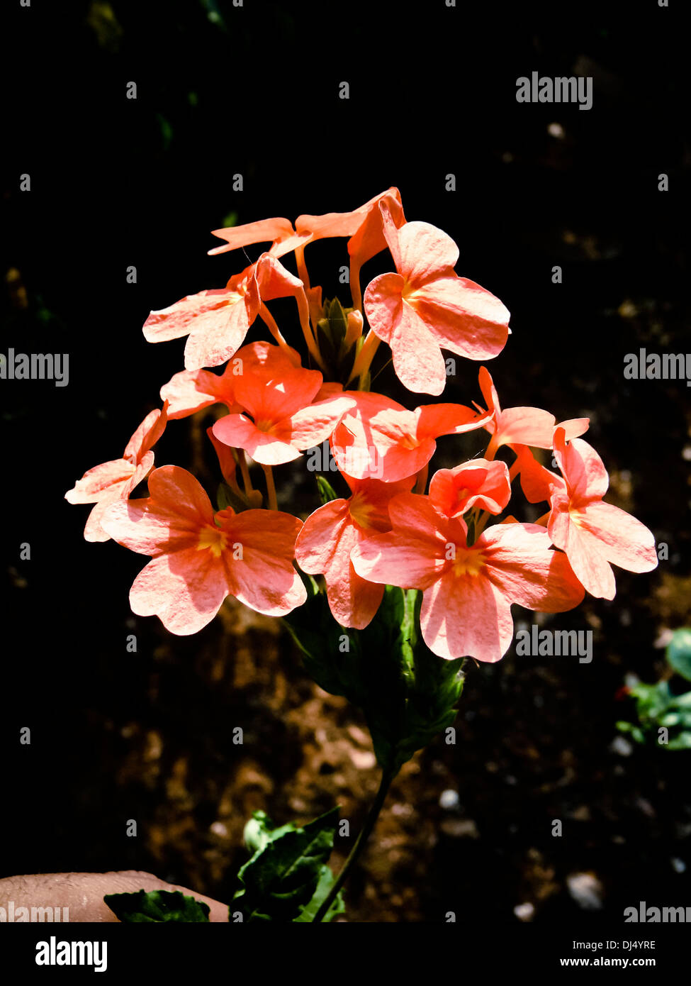 Beautiful crossandra flowers hi-res stock photography and images - Alamy