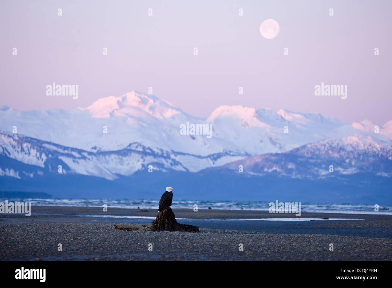 A Bald Eagle Perches On A Driftwood Stump As The Full Moon Sets Over ...