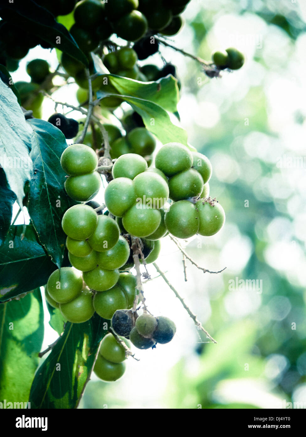 Kookatakayi hi-res stock photography and images - Alamy