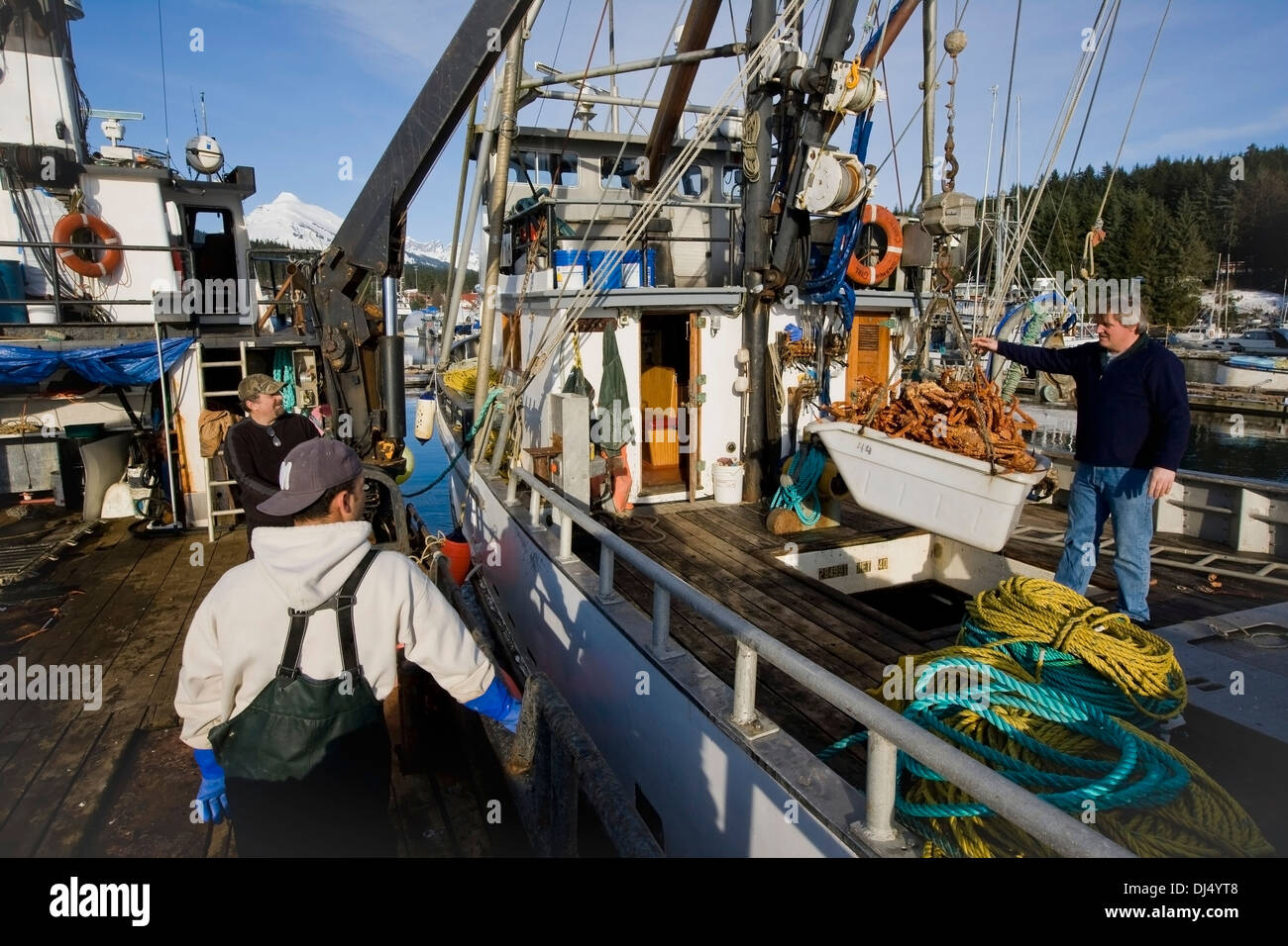 King Crab Being Unloaded In The Harbor For Transport To A Processing ...
