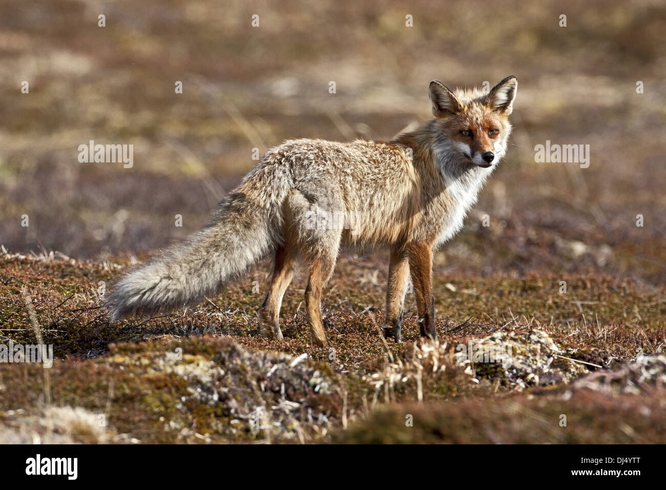 Red fox with winter coat hi-res stock photography and images - Alamy