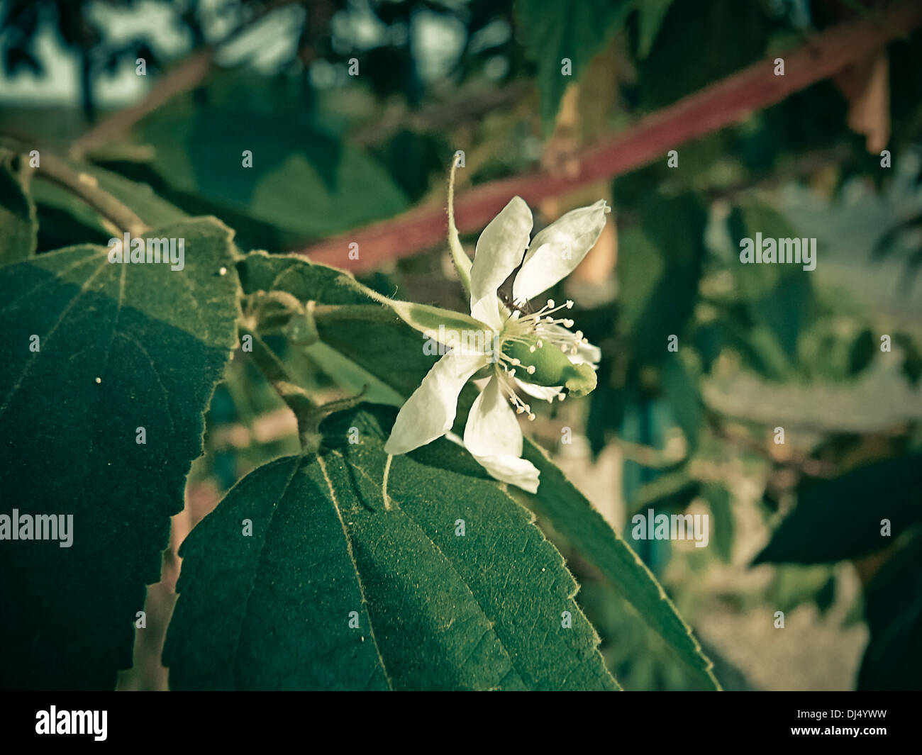 Nakkaraegu hi-res stock photography and images - Alamy