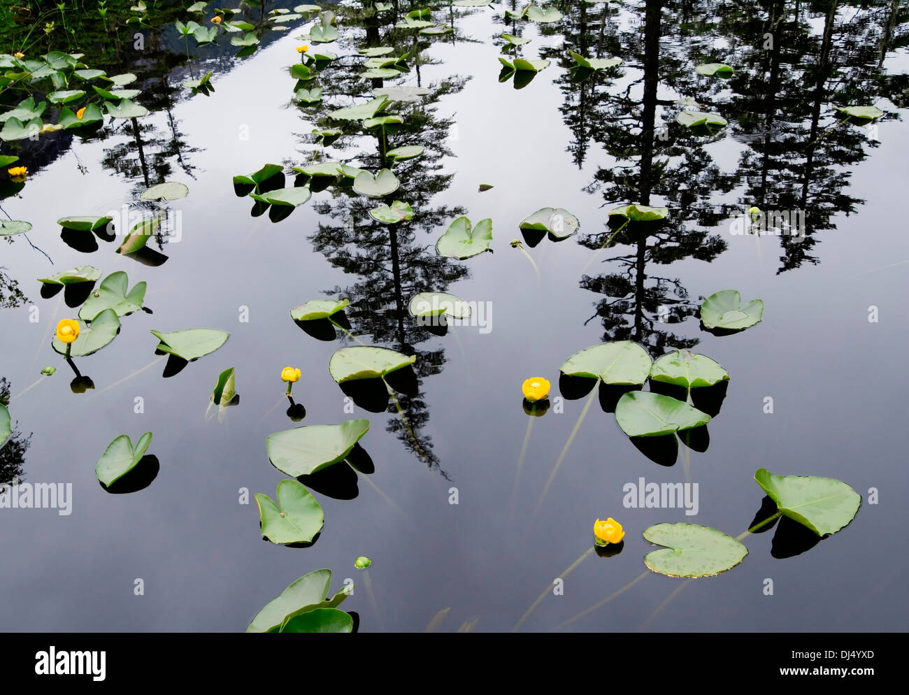Forest Reflects In Still Pond Full Of Yellow Pond Lilies Fords-Terror ...