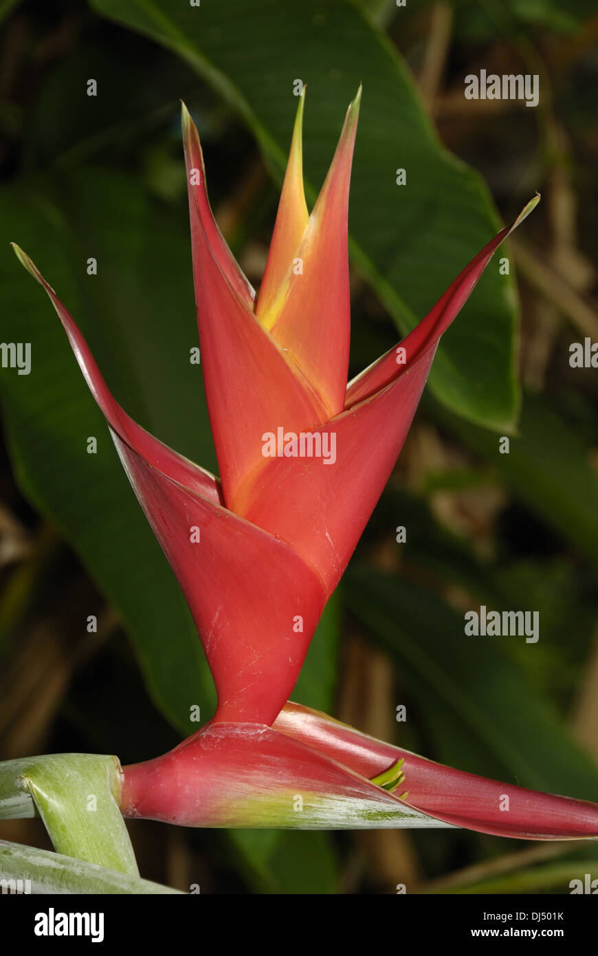 Heliconia caribaea hi-res stock photography and images - Alamy