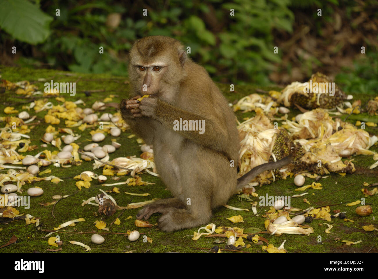 Rhesus Monkey in Phuket Town Stock Photo - Alamy