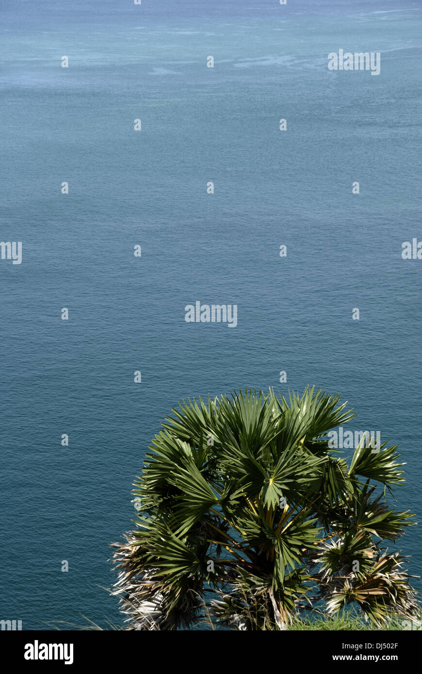 Fan Palm at Laem Promthep Stock Photo - Alamy