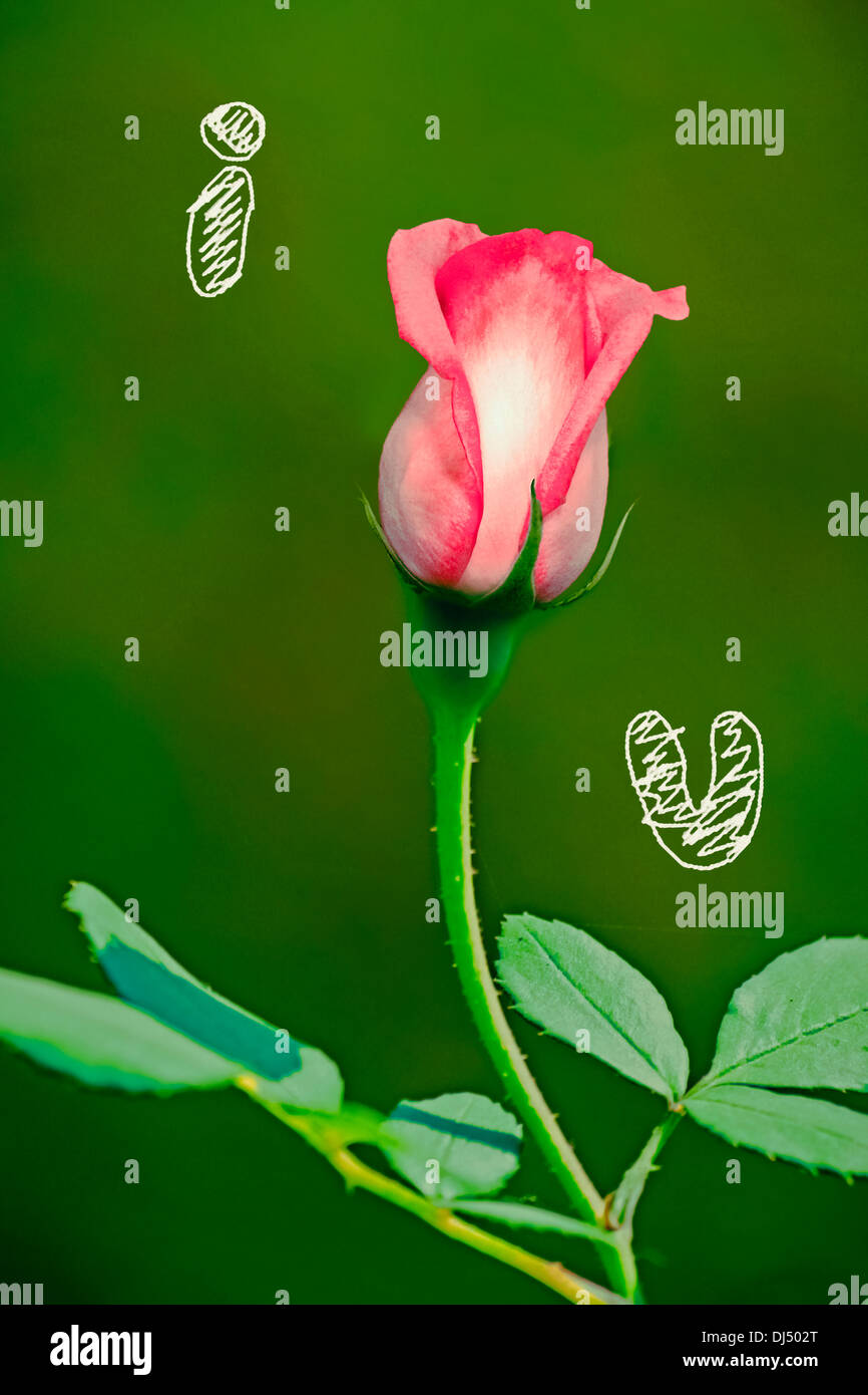 I love you message with a pink rose Stock Photo - Alamy