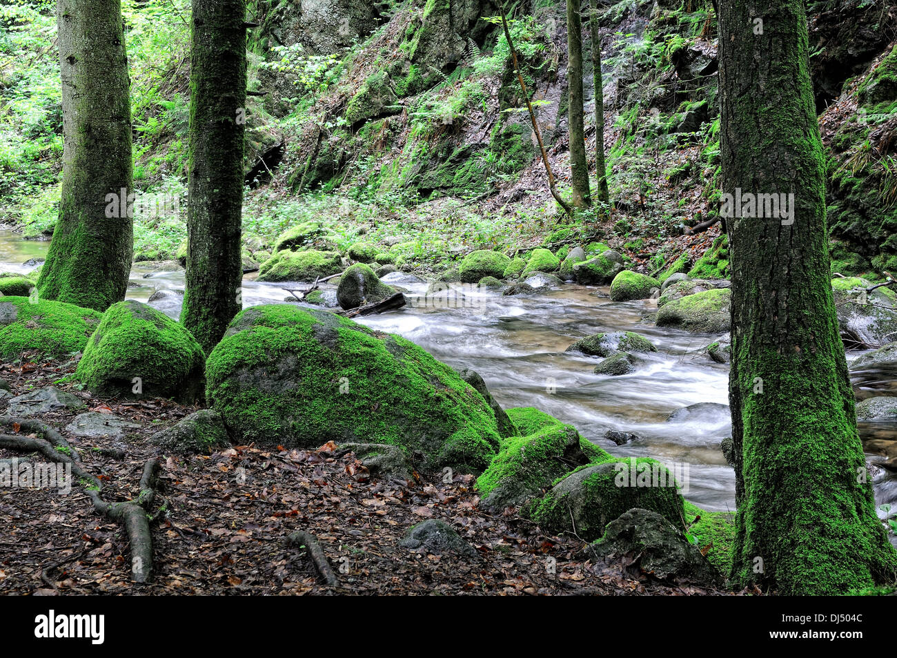 When the trees by the stream Stock Photo - Alamy