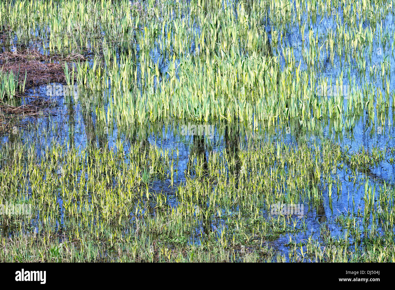 Spring in the swamp Stock Photo - Alamy