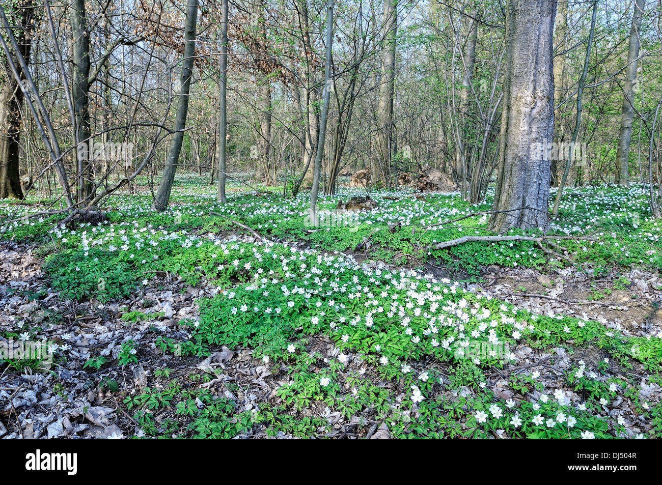 Wood anemones tree hi-res stock photography and images - Alamy