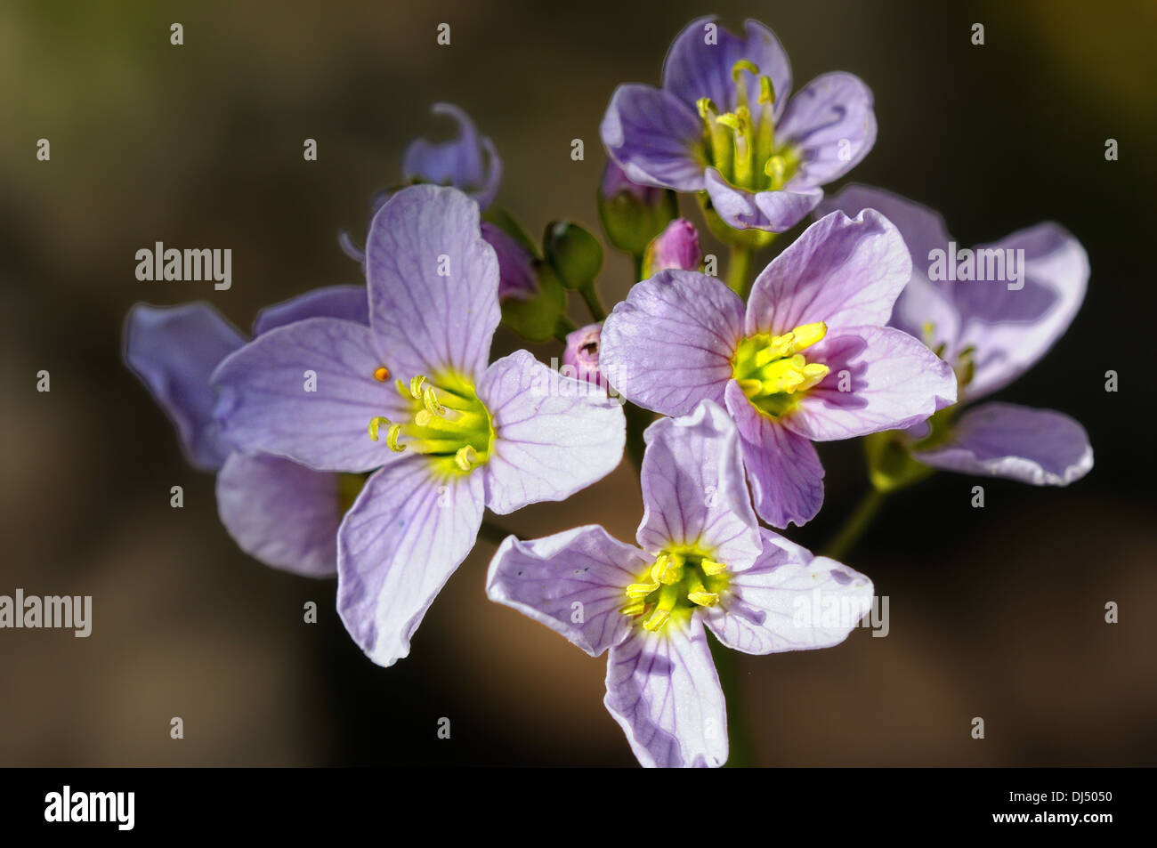 Light and shadow, the cuckoo flower Stock Photo - Alamy