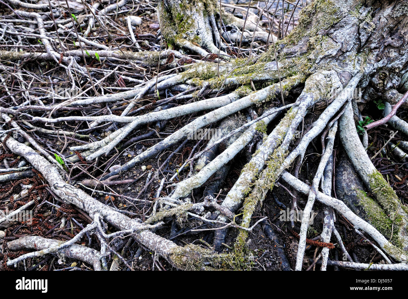Dry roots level to the next flood Stock Photo - Alamy